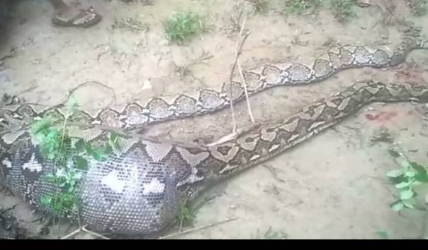 Ngeri, Ular Sepanjang 4,5 Meter Ini Tewas Setelah Perutnya Sobek karena ...