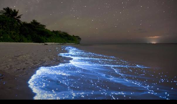 Bintang Malam Di Pantai Maladewa