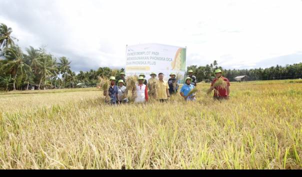 Phonska Oca Tingkatkan Produktivitas Padi di Lahan Kritis