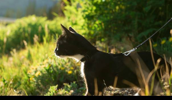 5 Hal yang Harus Disiapkan Jika Ingin Ajak Kucing Naik Gunung