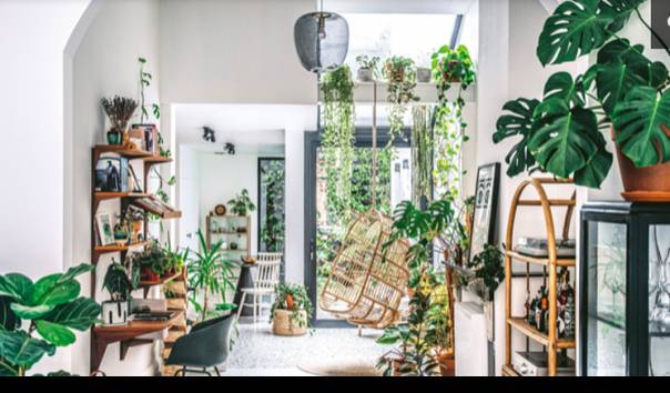 Supaya Terlihat Lebih Segar, Berikut 5 Tanaman Rambat yang Cocok untuk ...