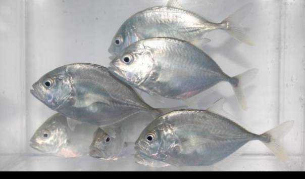 Jadi Komoditas Favorit di Maluku, KKP Kembangkan Teknologi Budidaya ...