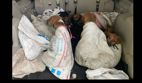 Warga Gemar Santap Sate Jamu, Pemprov Jateng Gencarkan Kampanye Stop ...