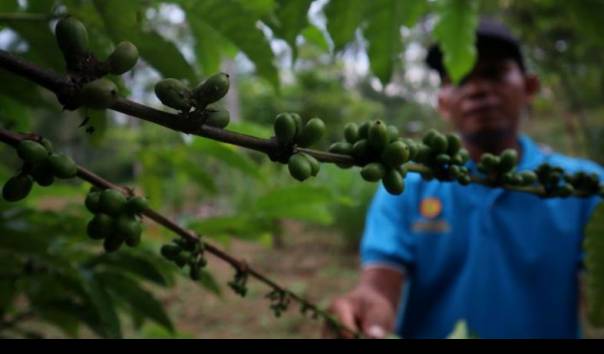 Cerita Petani Tapin Kembangkan Kebun Kopi Arabika dan Robusta Gara-gara ...