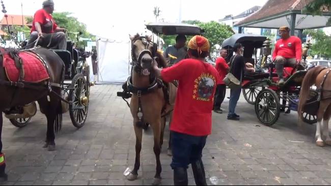 Pernikahan Kaesang-Erina Gudono: 28 Ekor Kuda Disiapkan untuk Tarik 12 Kereta Kencana