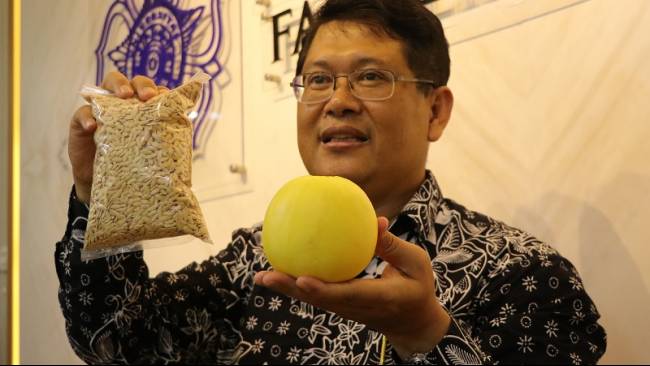 Melon Hikapel, Melon Sebesar Apel Inovasi Peneliti UGM yang Lahir dari ...