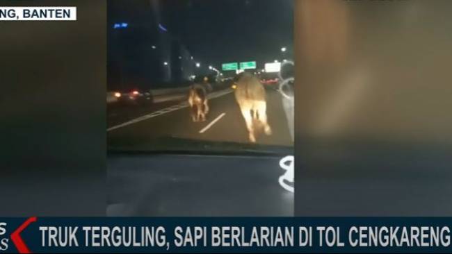 Bak Film Jumanji 1995, Sapi Berkeliaran di Jalan Tol Cengkareng Arah ...