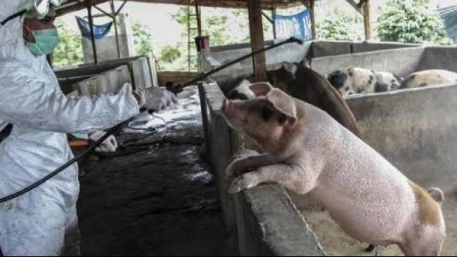 Lebih dari 6 Ribu Babi Mati Mendadak di Sulawesi Tengah, Ada Apa?