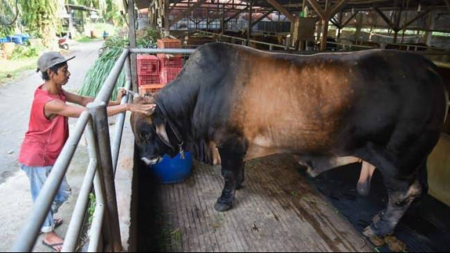 Cerita Sapi Kurban Milik Jokowi di Solo, Berbobot Lebih dari 1 Ton dan ...