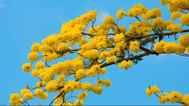 10 Fakta dan 5 Manfaat Bunga Tabebuya untuk Kesehatan, Lebih dari ...