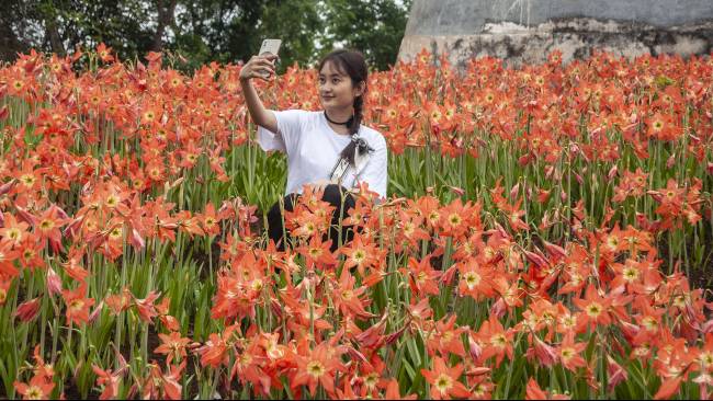 Nikmati Keanggunan Bunga Amarilis Mekar Tiap Tahun di Gunungkidul ...