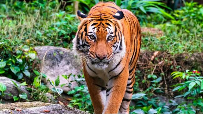 Harimau Malaya di Ambang Kepunahan, Gelombang Kematian Picu Kepanikan