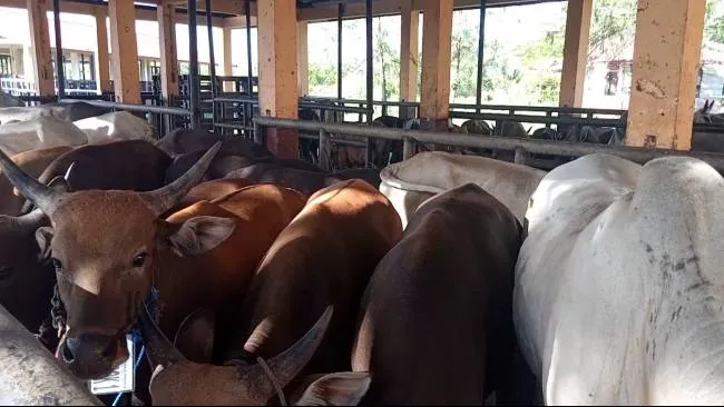 Kementan Ingin Harga Sapi Hidup Rp48.000-Rp50.000/Kg agar Tak Rugikan ...