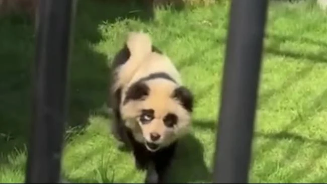 Kontroversi Anjing Panda di Kebun Binatang Tiongkok Bukan yang Pertama ...