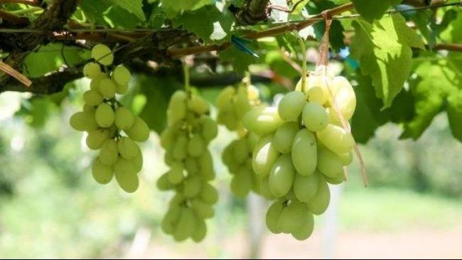 4 Cara Cuci Anggur dengan Benar agar Bebas Pestisida