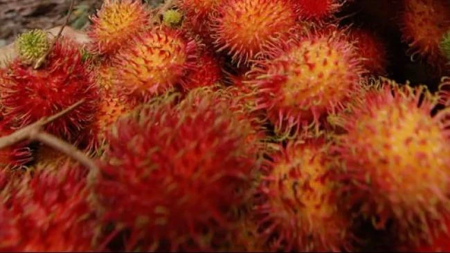Manfaat Buah Rambutan, Tingkatkan Sistem Kekebalan Tubuh hingga ...