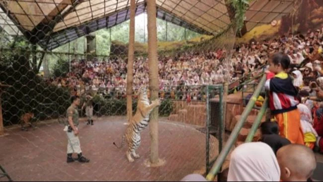 Fakta-Fakta Dugaan Eksploitasi Pemain Sirkus OCI Taman Safari: Ini Pengakuan Memilukan Korban