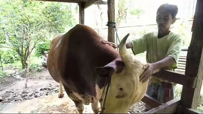 Sapi Kurban Mati Mendadak di Polewali Mandar, Presiden Prabowo Ganti dengan "Hulk" Seberat 1,2 Ton