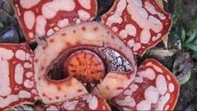 Mengenal Rafflesia hasseltii, Spesies Hampir Punah yang Baru Ditemukan ...