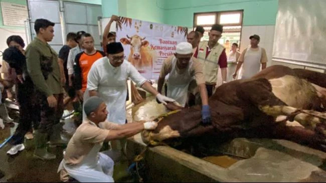 Sapi Kurban Presiden di Yogyakarta Bakal Dibagikan kepada Warga ...