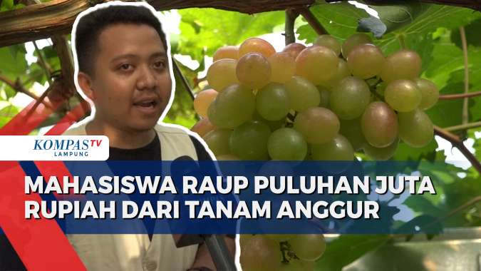 Inspiratif, Mahasiswa Raup Puluhan Juta Rupiah dari Tanam Anggur