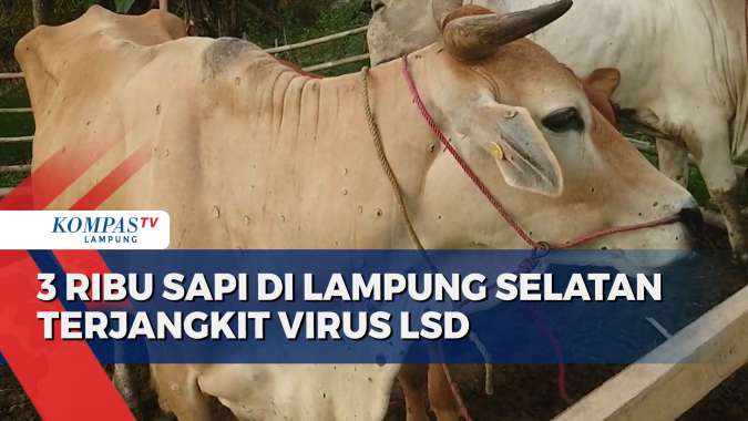 3.000 Ekor Sapi di Lampung Selatan Terserang Lumpy Skin Disease