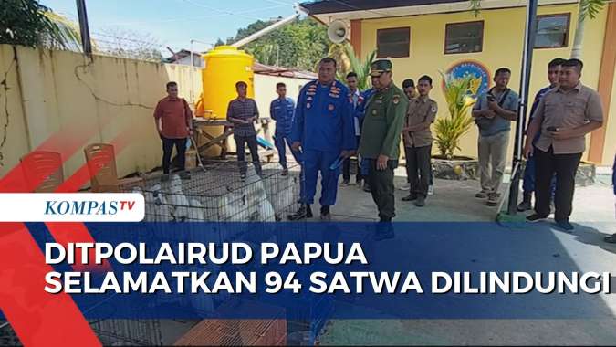Ditpolairud Papua Selamatkan 94 Satwa Dilindungi