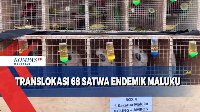 Translokasi 68 Satwa Endemik Maluku dari balai konservasi sumber daya ...