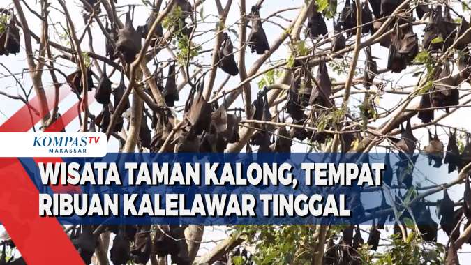 Wisata Taman Kalong, Tempat Ribuan Kalelawar Tinggal