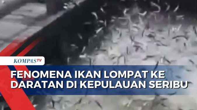 Fenomena Ikan Lompat ke Daratan di Kepulauan Seribu, Begini Penjelasan ...