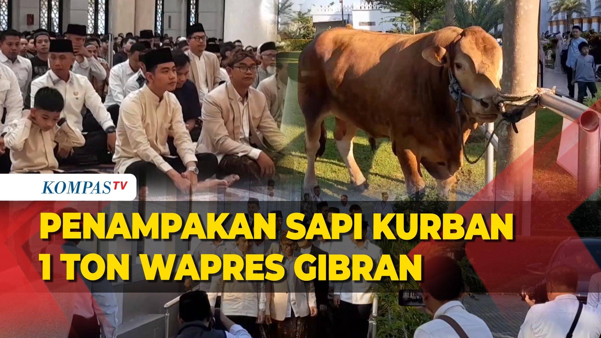 Video: Penampakan Sapi Kurban 1 Ton Wapres Gibran di Masjid Raya Sheikh Zayed Solo