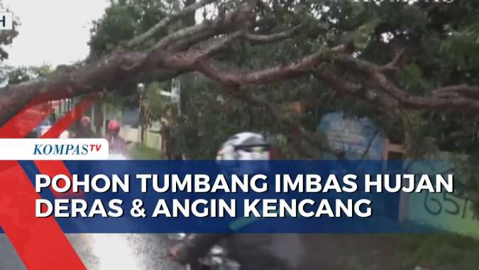 Hujan Deras Disertai Angin Kencang Terjang Klaten, Akibatkan Sejumlah Pohon Tumbang