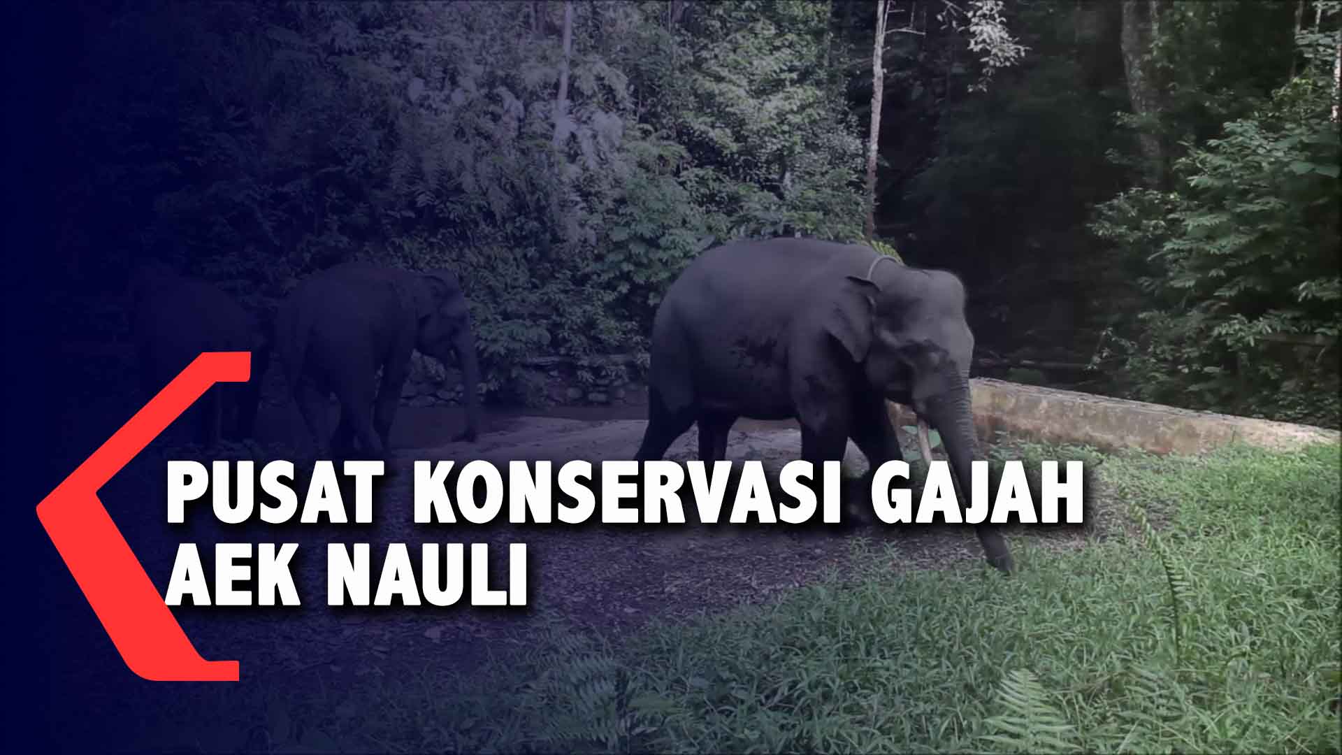 Pusat Konservasi Gajah Aek Nauli Diminati Wisatawan yang Hendak ke ...