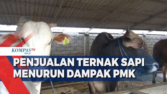 Penjualan Ternak Sapi Menurun Dampak PMK