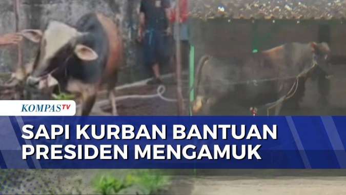 Sapi Ngamuk di Jakbar hingga Sapi Limosin Bantuan Presiden Sempat Kabur ...