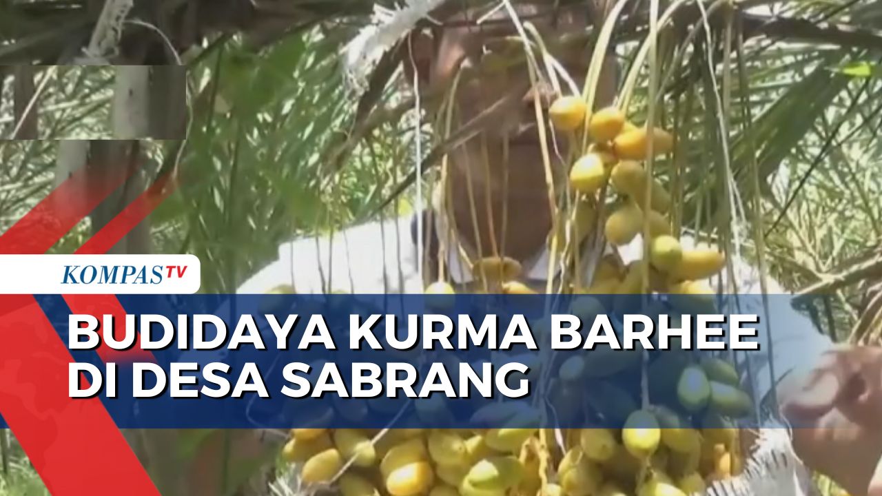 Video: Jelang Ramadan, Intip Rahasia Sukses Budidaya Kurma Barhee di Jember