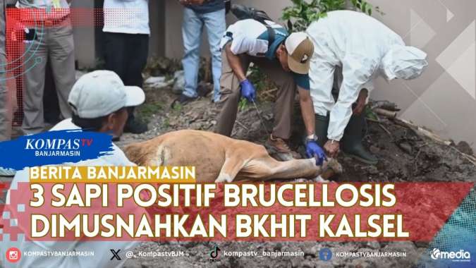 3 Ekor Sapi Positif Brucellosis Dimusnahkan BKHIT Kalsel, Cegah ...