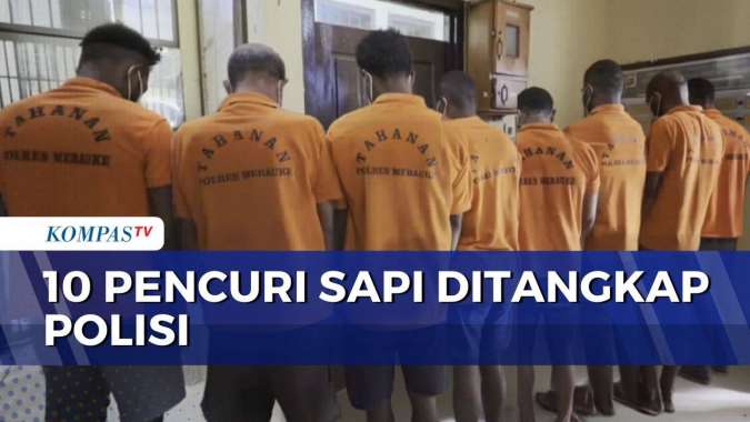 Polres Merauke Tangkap 10 Pelaku Pencurian Sapi, Barang Bukti Disita ...