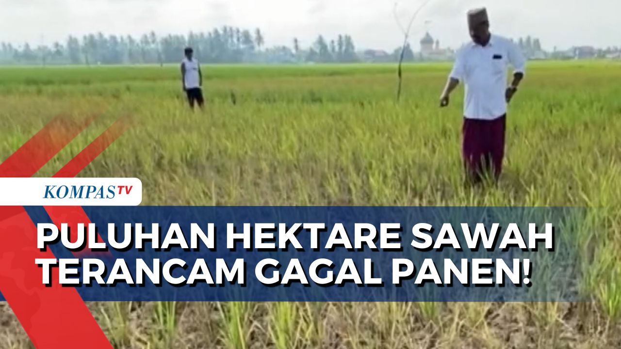 Video: Kekeringan Sebabkan Puluhan Hektare Sawah Terancam Gagal Panen, Petani Merugi Ratusan ...