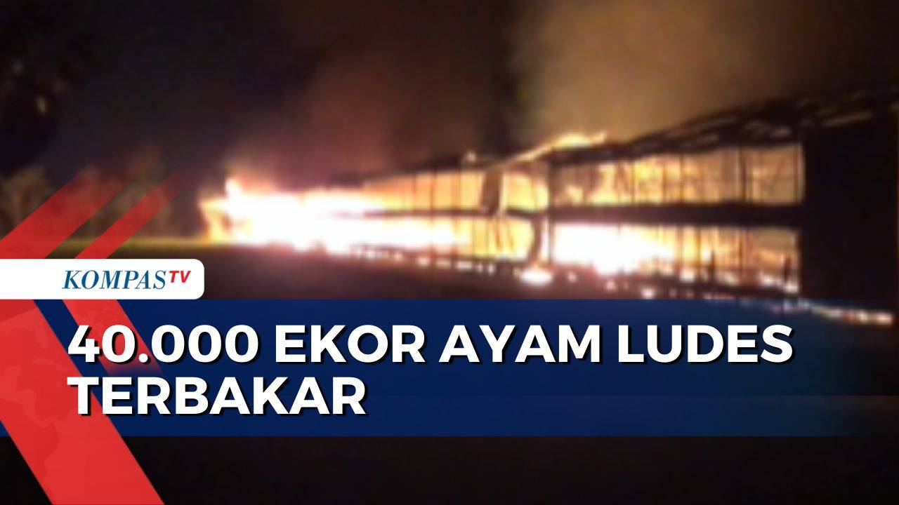 Video: Kebakaran Kandang Berisi 40 Ribu Anak Ayam di Klaten, Kerugian Ditaksir hingga Rp1 Miliar