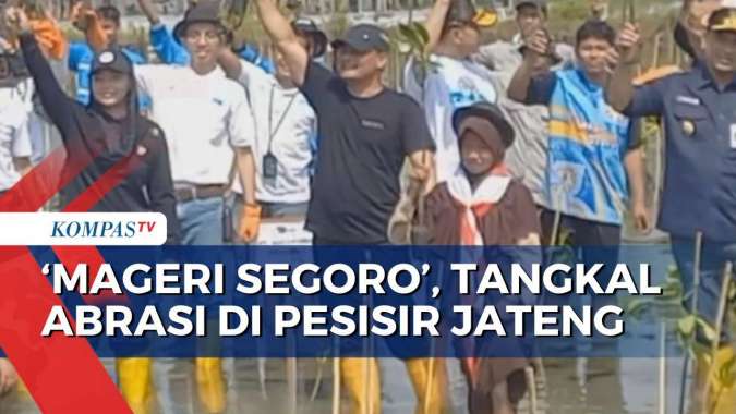 Gubernur Jateng Luncurkan Program Mageri Segoro, Tanam Mangrove Massal ...