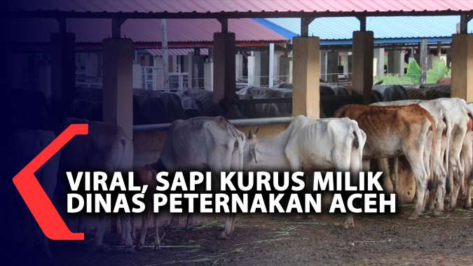 Viral, Sapi Kurus Milik Dinas Peternakan Aceh