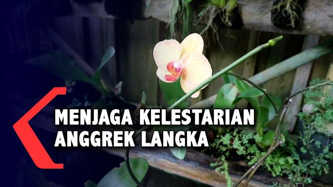 Budidaya Anggrek, Upaya Pelestarian Flora Endemik di Sulawesi Tengah