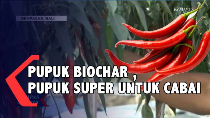 Pertanian Cabai Dengan Pupuk Biochar