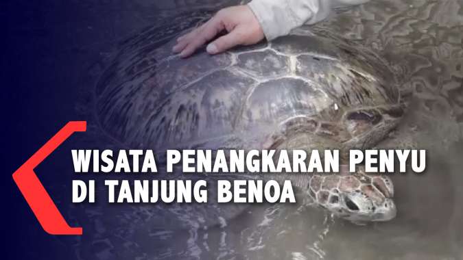 Wisata Penangkaran Penyu di Tanjung Benoa Bali