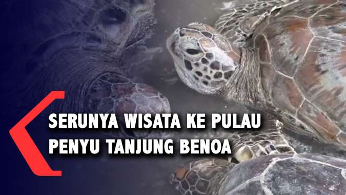 Mengunjungi Pulau Penyu, Pusat Penangkaran Penyu di Tanjung Benoa Bali