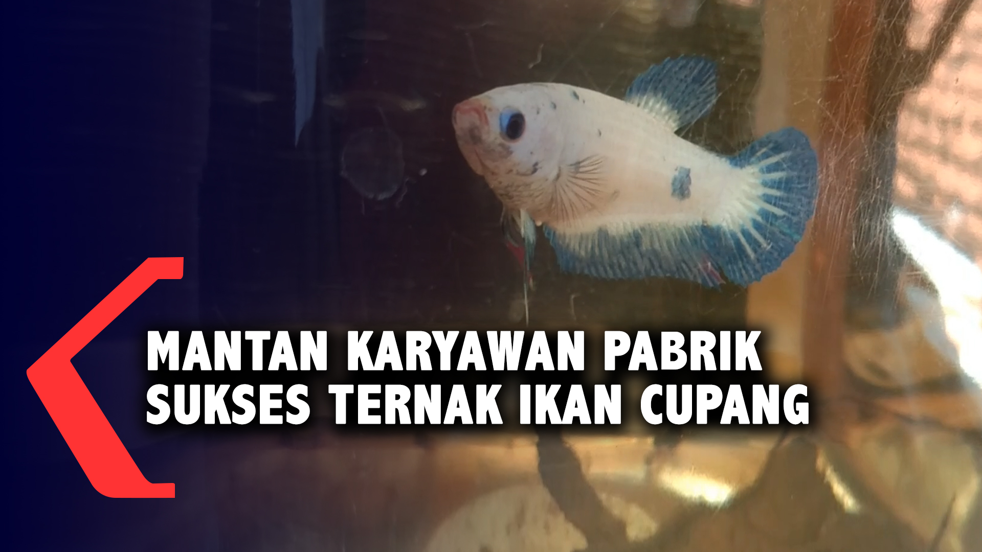 Mantan Karyawan Pabrik Sukses Ternak Ikan Cupang Mantan Karyawan Pabrik Sukses Ternak Ikan Cupang