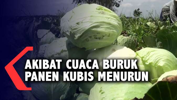 Akibat Cuaca Buruk Panen Kubis Menurun Drastis