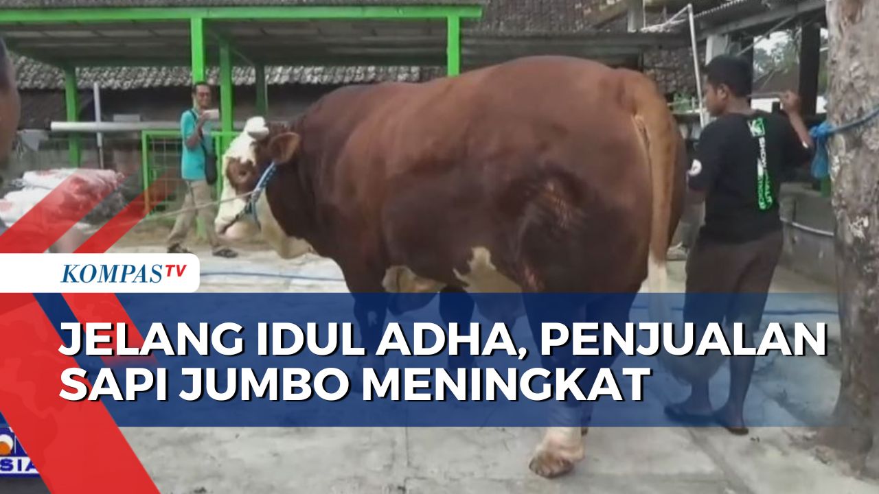 Video: Sapi Jumbo Diminati Pembeli Sebagai Hewan Kurban Idul Adha