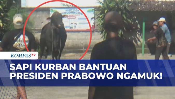 Detik-Detik Sapi Kurban Presiden Prabowo Mengamuk di Blora, Kabur dari ...